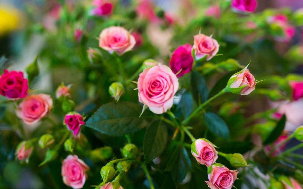 Exhibition Stands in Moscow
